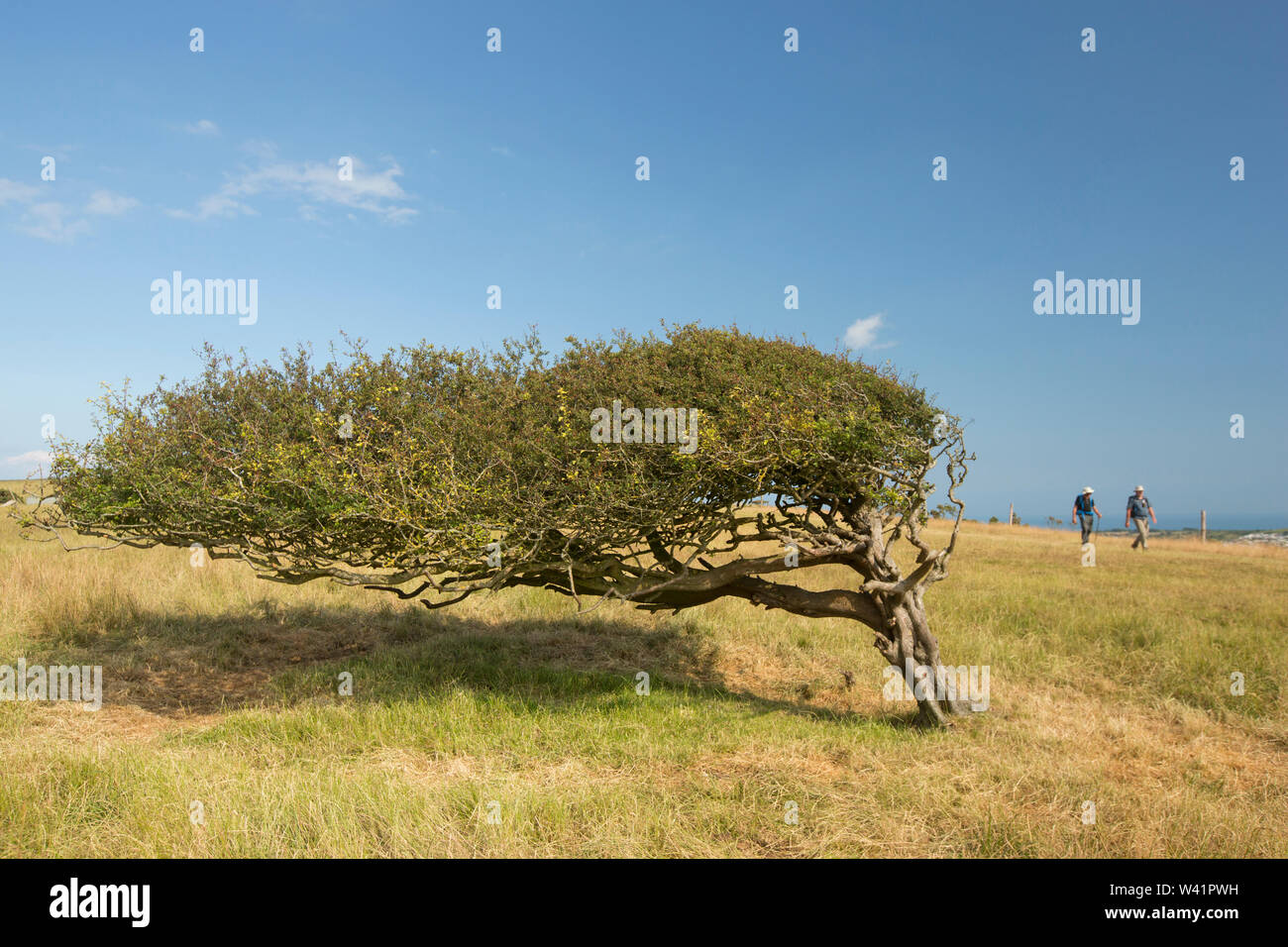 Lone wind shaped tree hi-res stock photography and images - Alamy