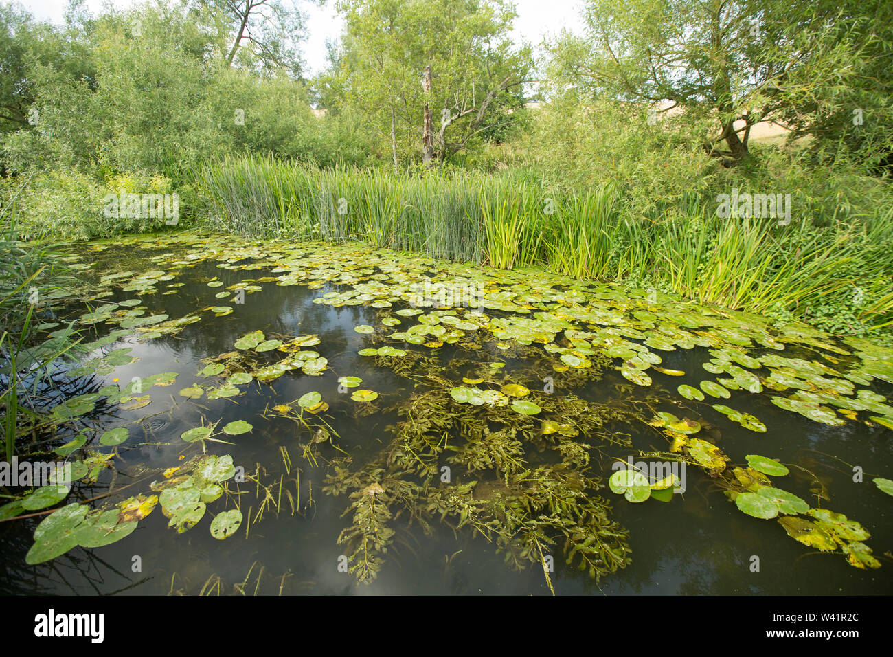 River plants uk hi-res stock photography and images - Alamy
