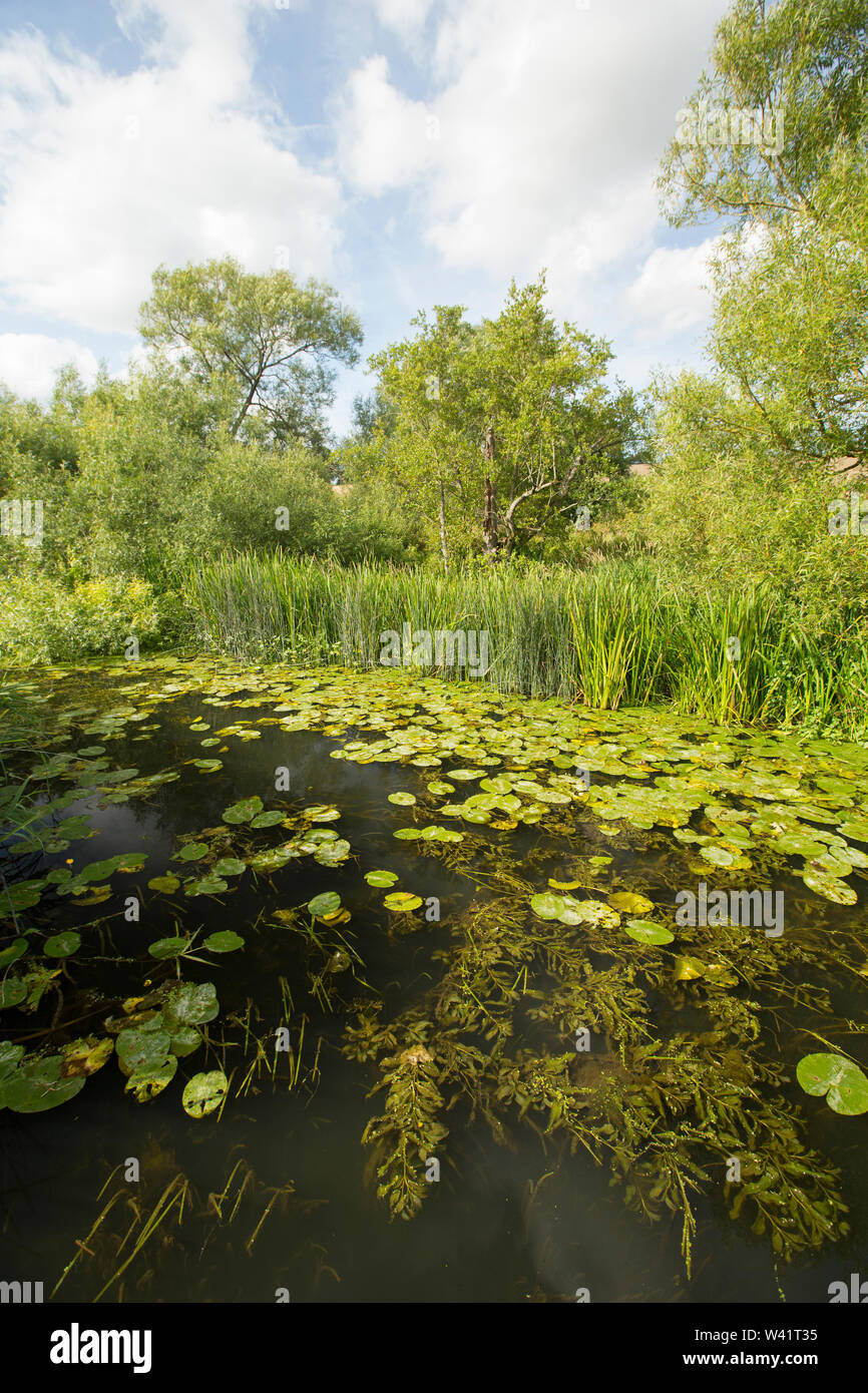 River plants uk hi-res stock photography and images - Alamy
