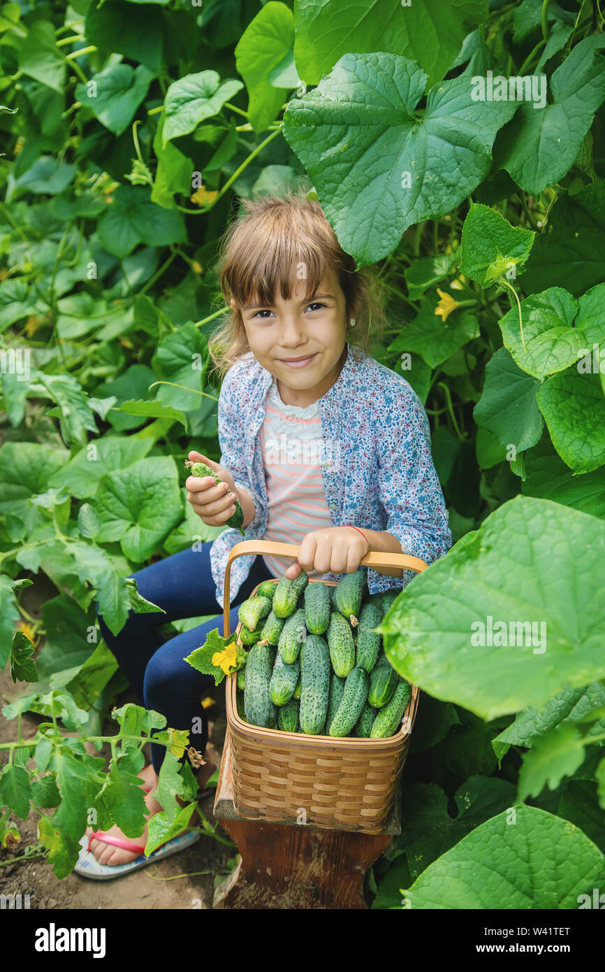 homemade cucumber cultivation and harvest in the hands of a child ...