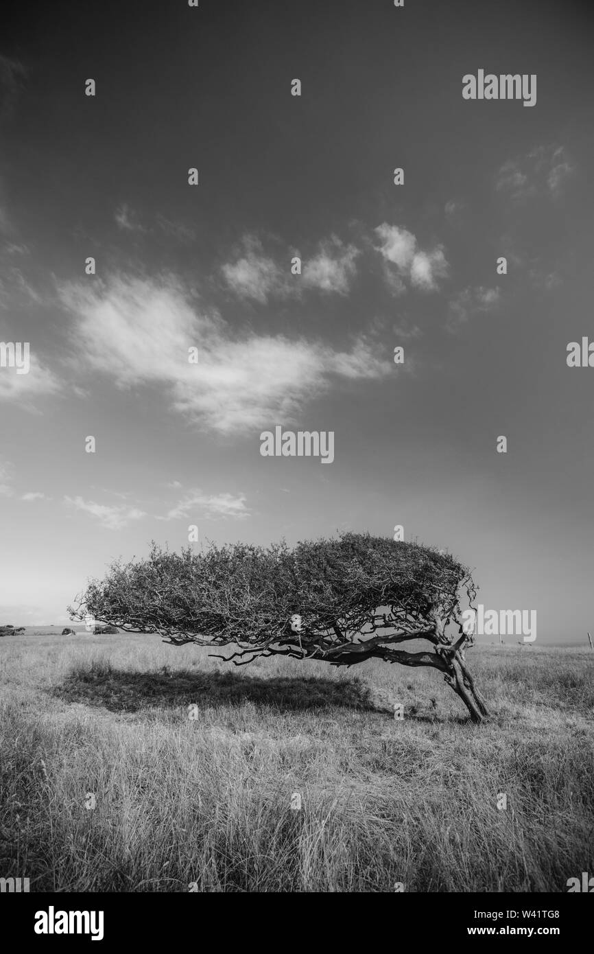 Lone wind shaped tree hi-res stock photography and images - Alamy