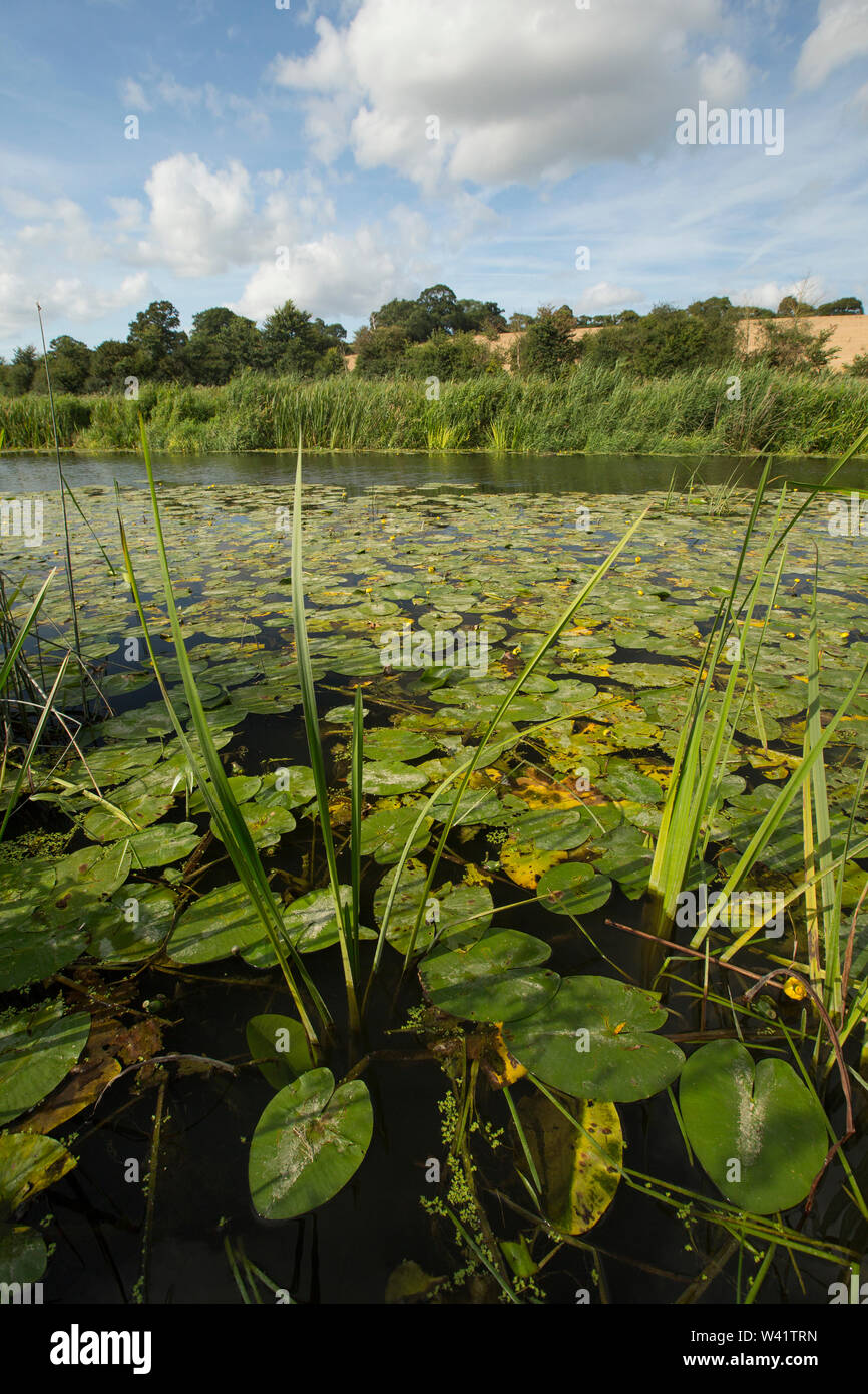 Water plants hi-res stock photography and images - Alamy