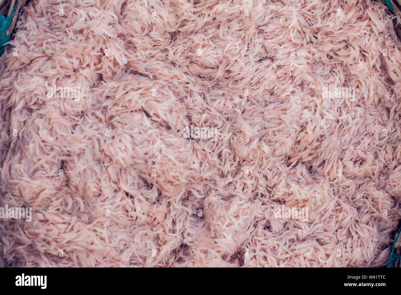 Fresh krill shrimp background sea food natural Stock Photo - Alamy