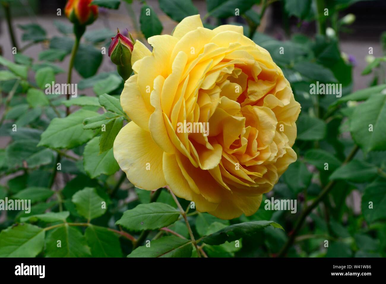 Scented shrub rose hi-res stock photography and images - Alamy