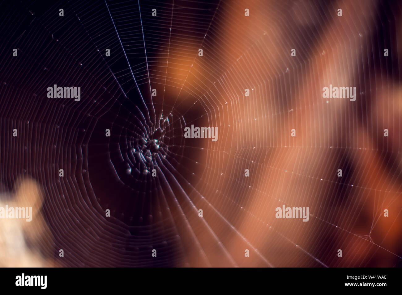 Spiderweb background, bright yellow sun light, network of spider ...