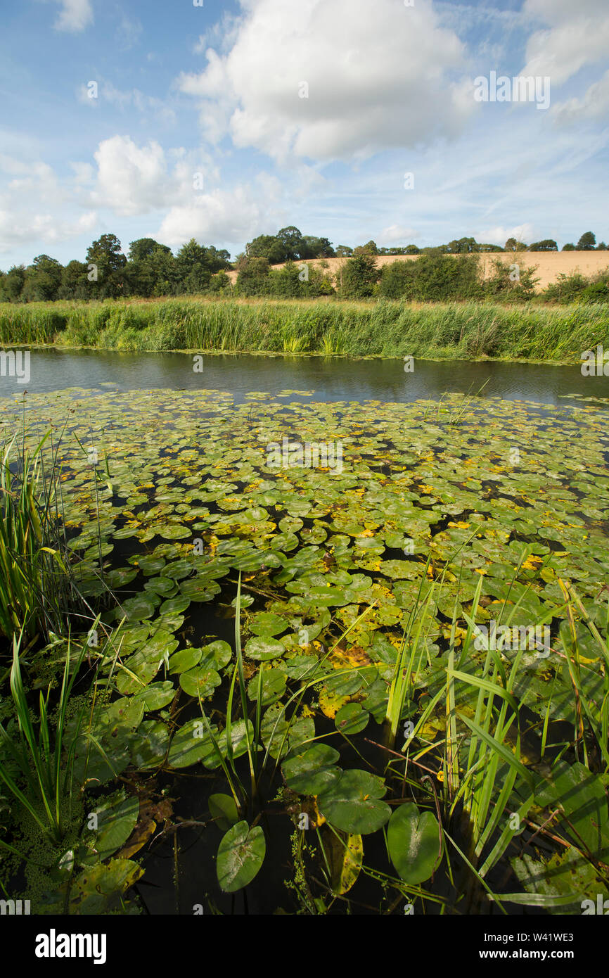 River plants uk hi-res stock photography and images - Alamy