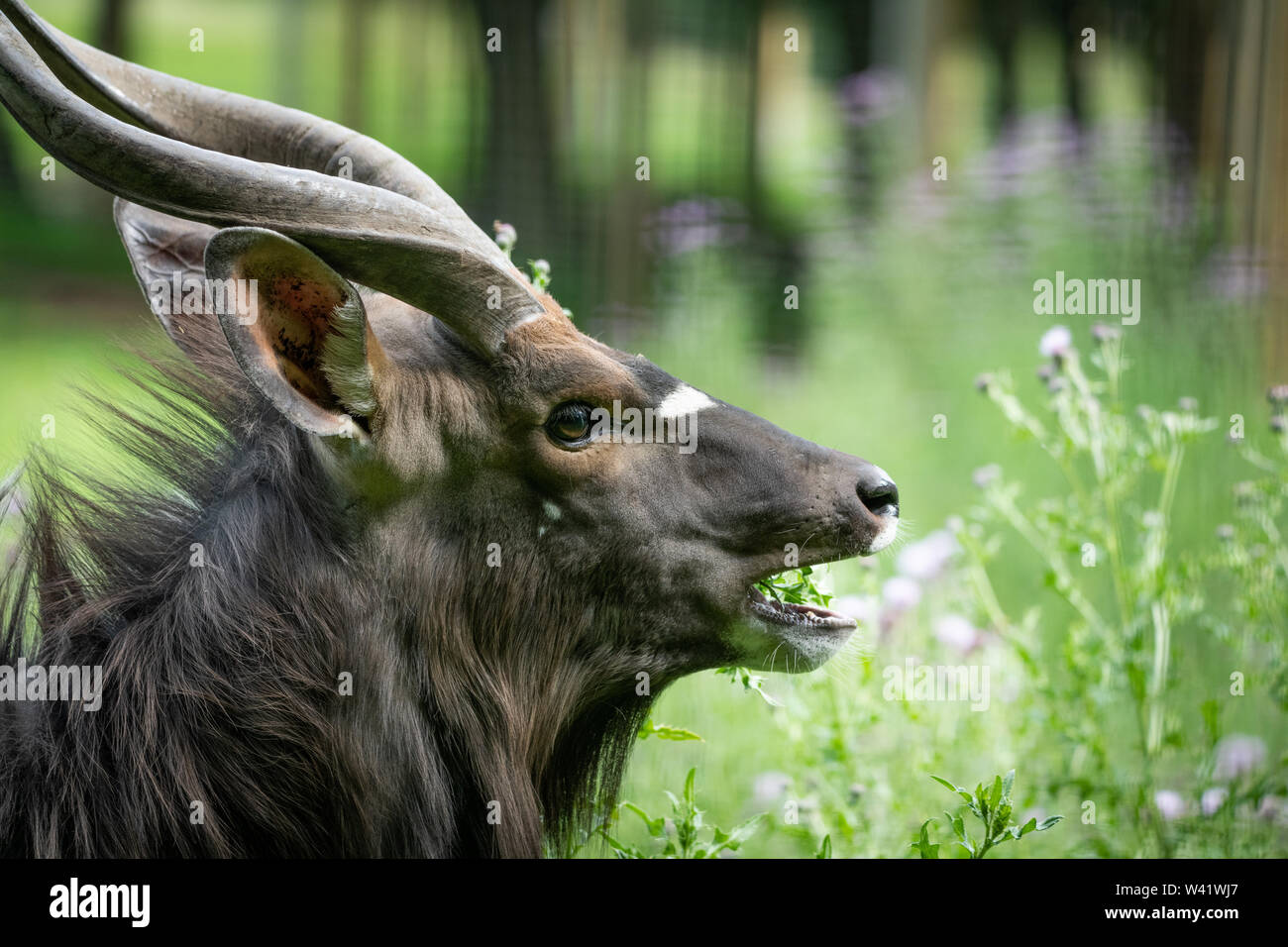 Edinburgh, UK. 18th July 2019. A male Lowland Nyala eating thistles at ...