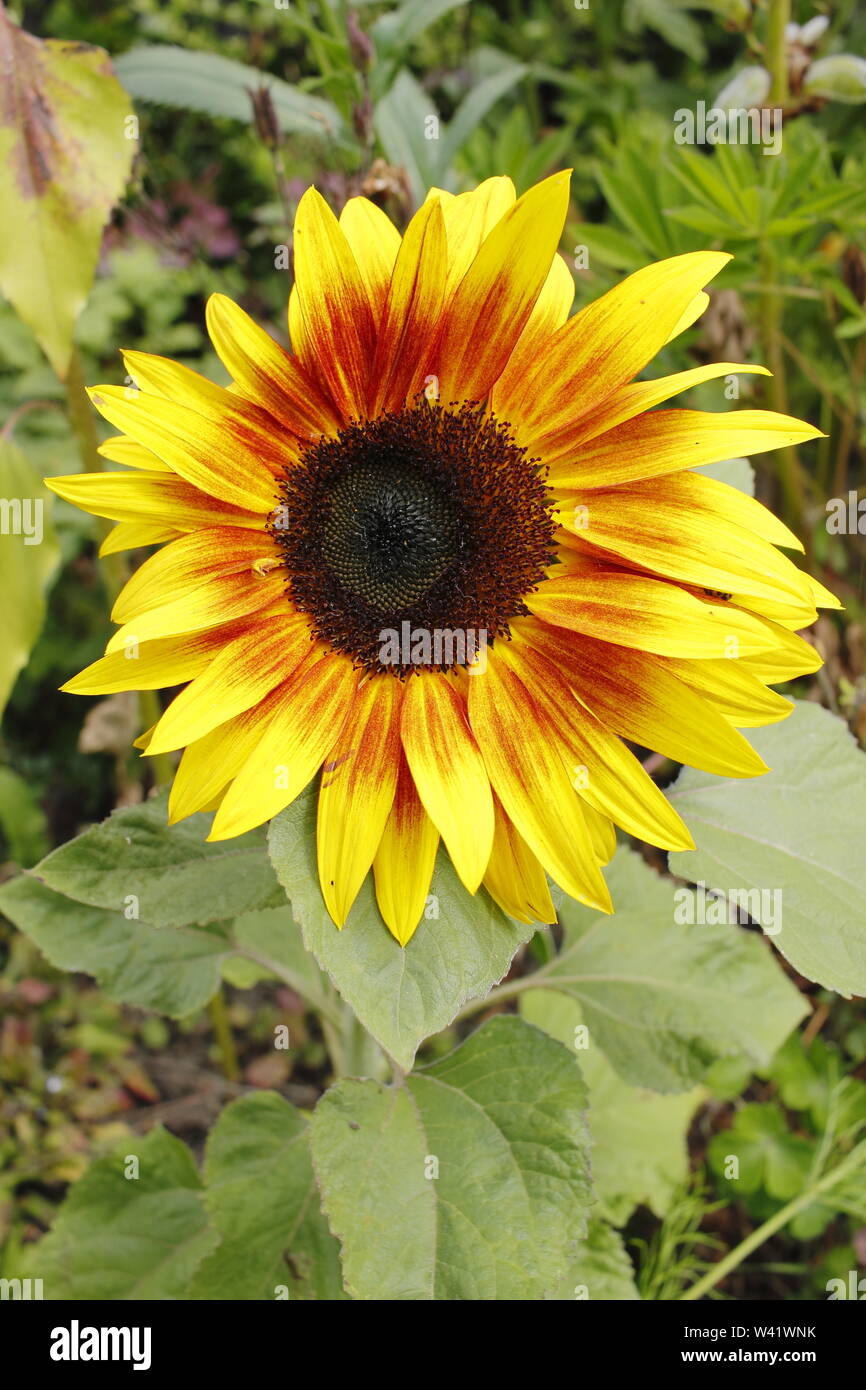 Firecracker hi-res stock photography and images - Alamy