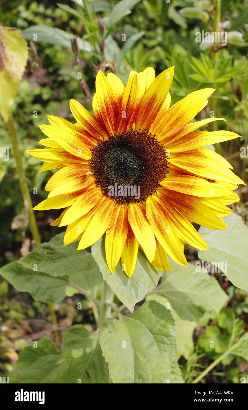Dwarf sunflowers hi-res stock photography and images - Alamy