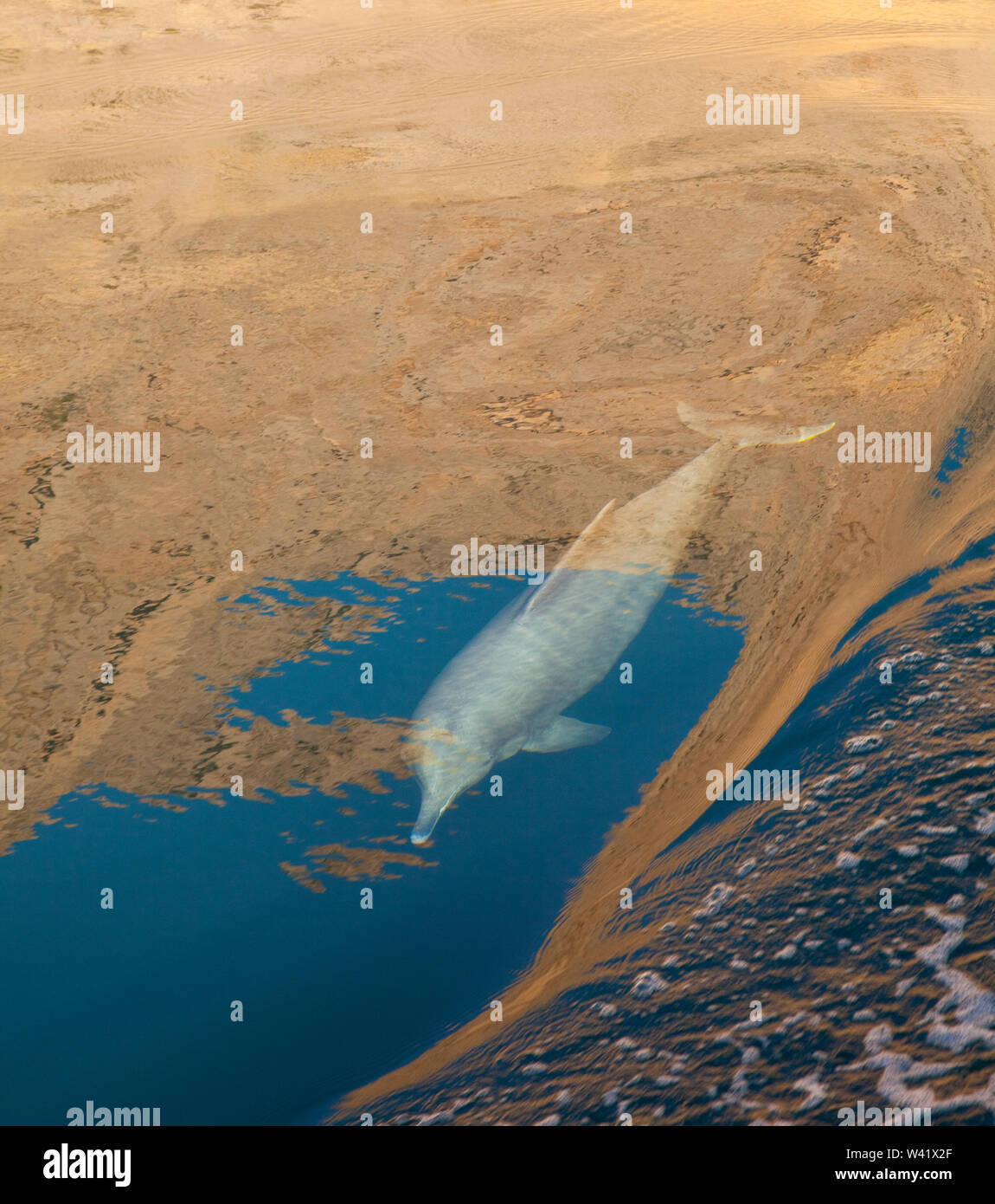 Delfin oman hi-res stock photography and images - Alamy