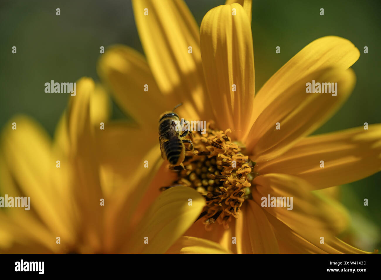Macro detailed shot of honey bee eating on yellow flower pollen stamen ...