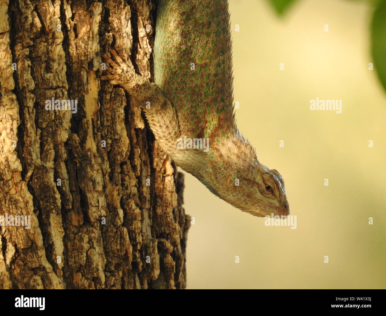 Stubby the Lizard 4 Stock Photo - Alamy