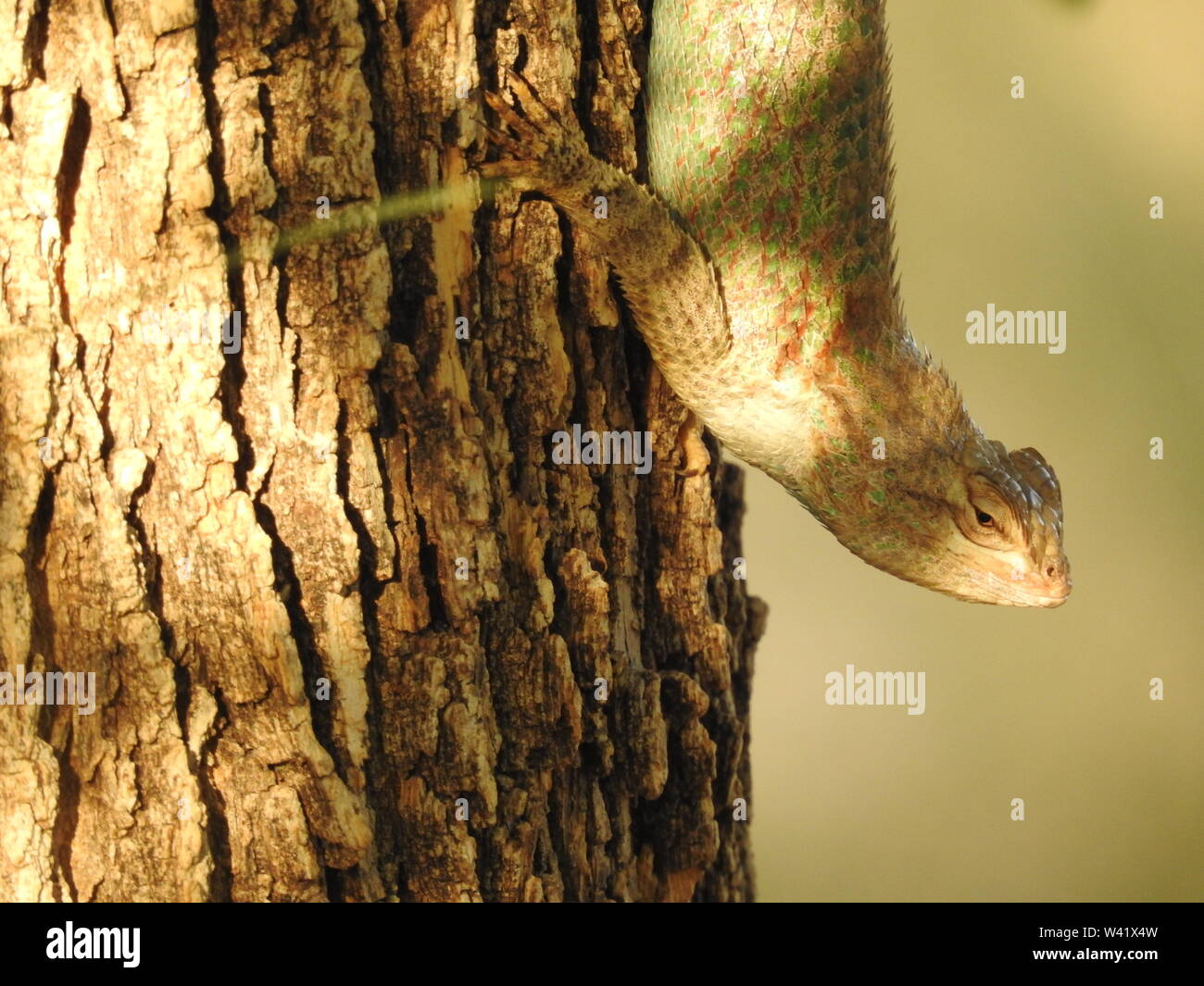 Stubby the Lizard 3 Stock Photo - Alamy