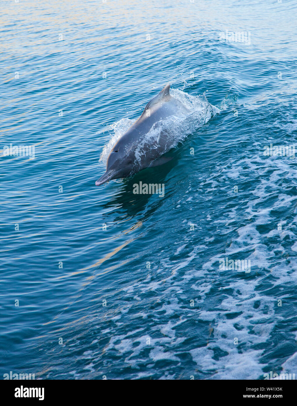 DELFIN JOROBADO O DORSO GIBOSO INDOPACIFICO - (Sousa chinensis ...
