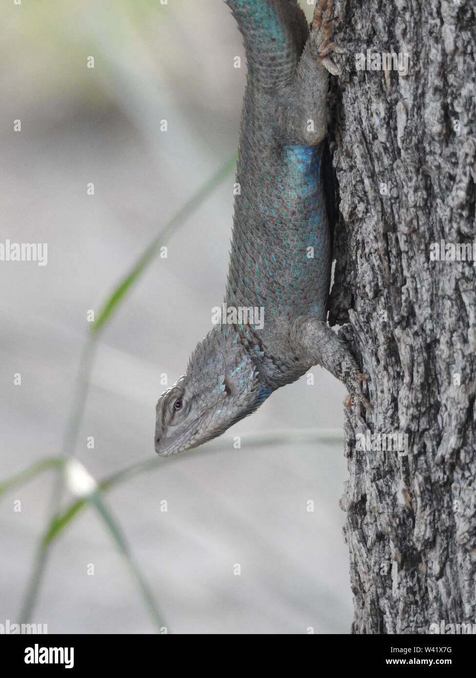 Stubby the Lizard 2 Stock Photo - Alamy