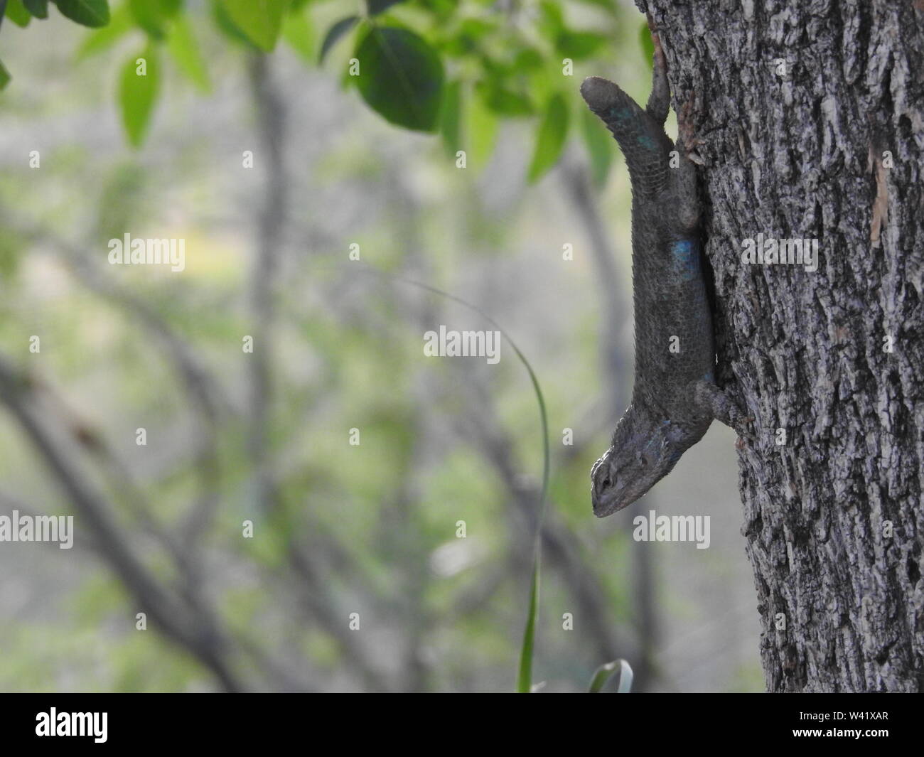 Stubby tail hi-res stock photography and images - Alamy