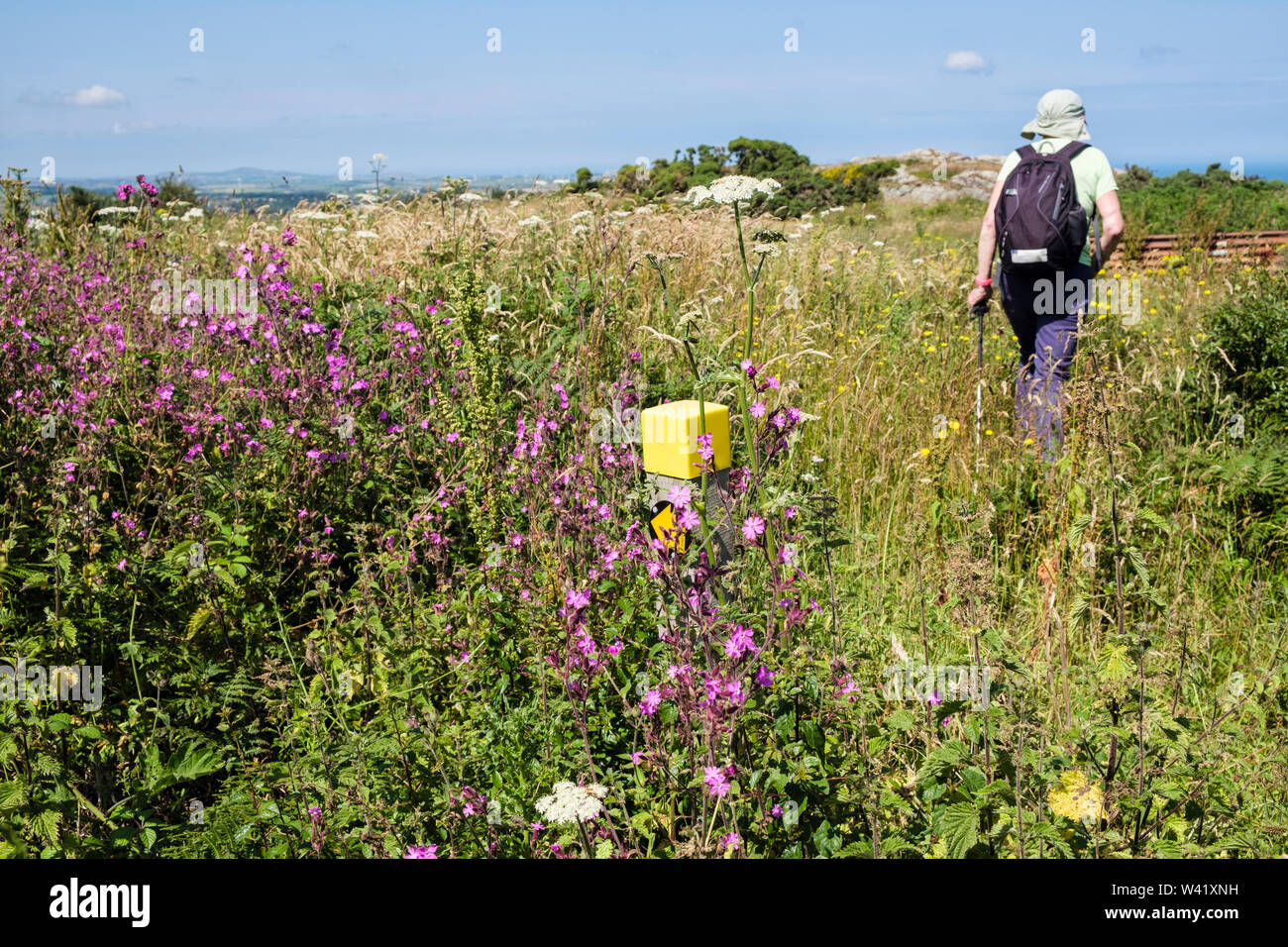 Footpath waymarker sign buried in wildflowers with walker on overgrown ...