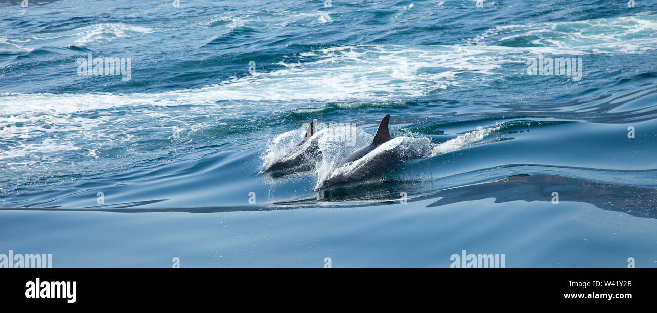 DELFIN MULAR- COMMON BOTTLENOSE DOLPHIN (Tursiops truncatus), Península ...