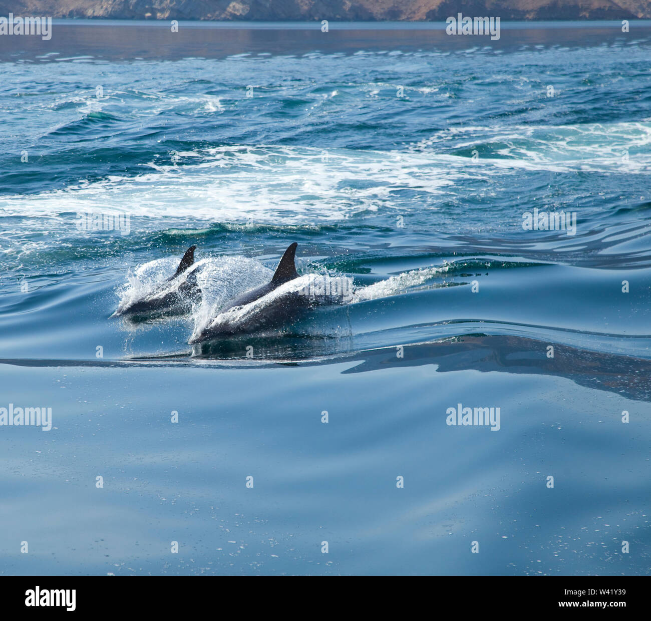 Delfin Mular High Resolution Stock Photography and Images - Alamy