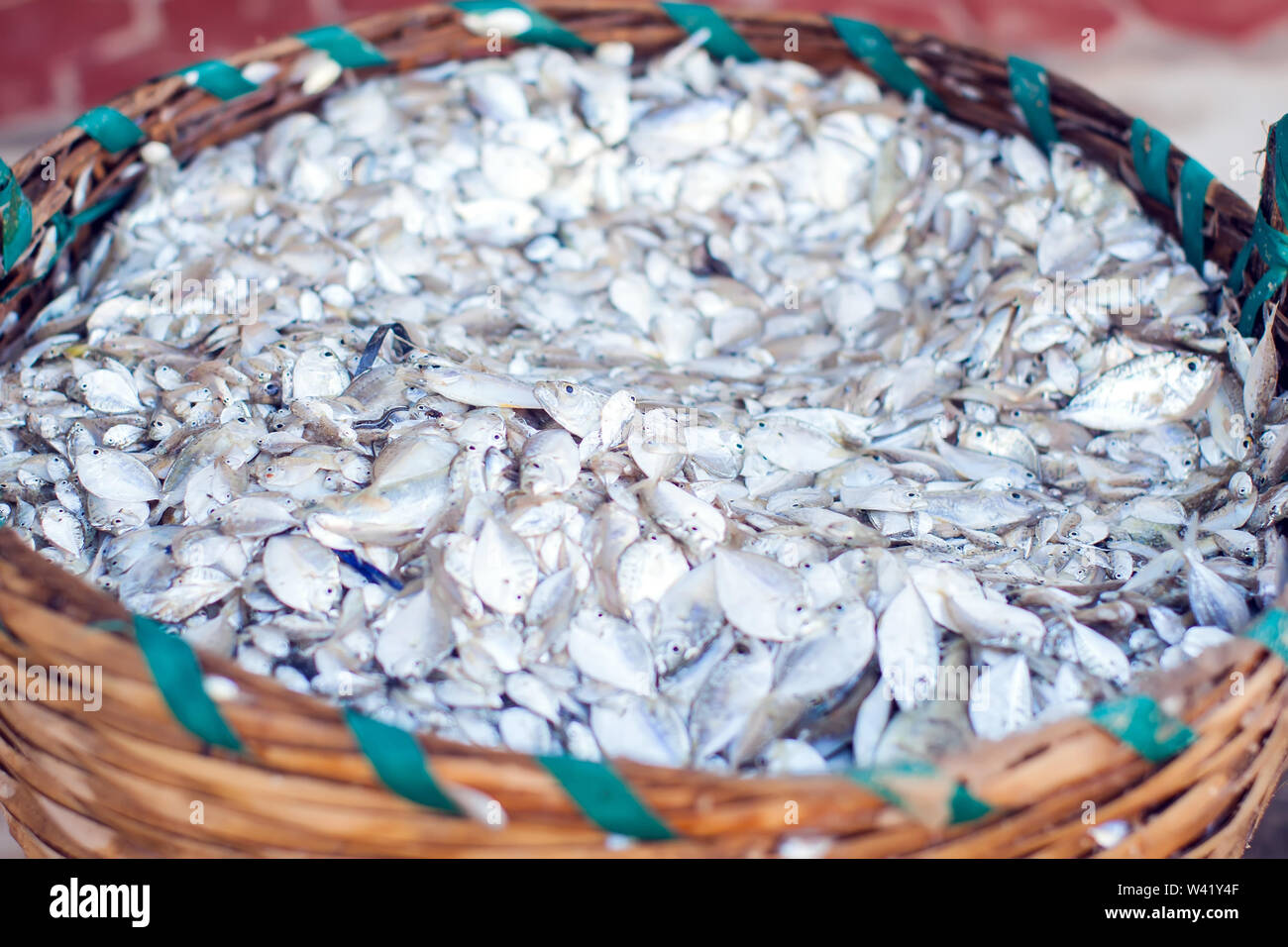 Big wooden basket filled with a lot of freshly caught fish Stock Photo ...
