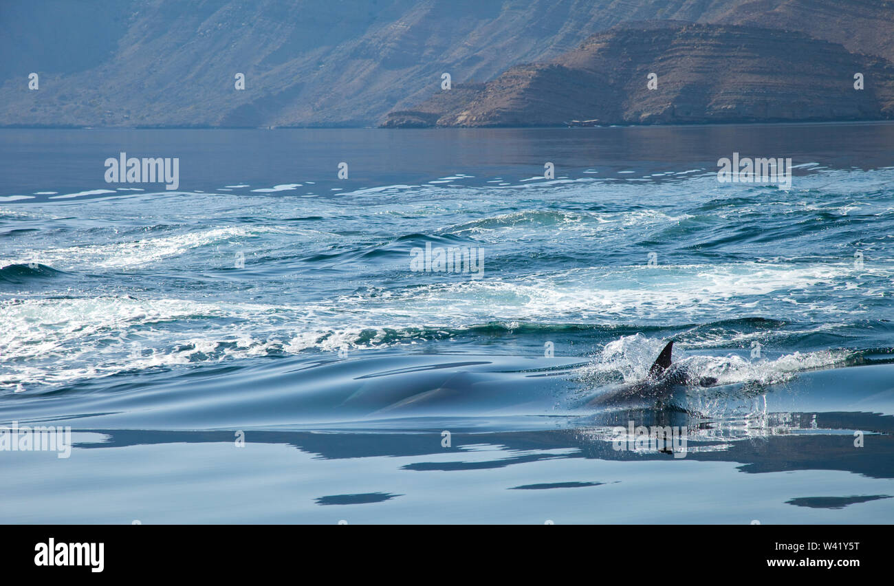 Delfin mular hi-res stock photography and images - Alamy