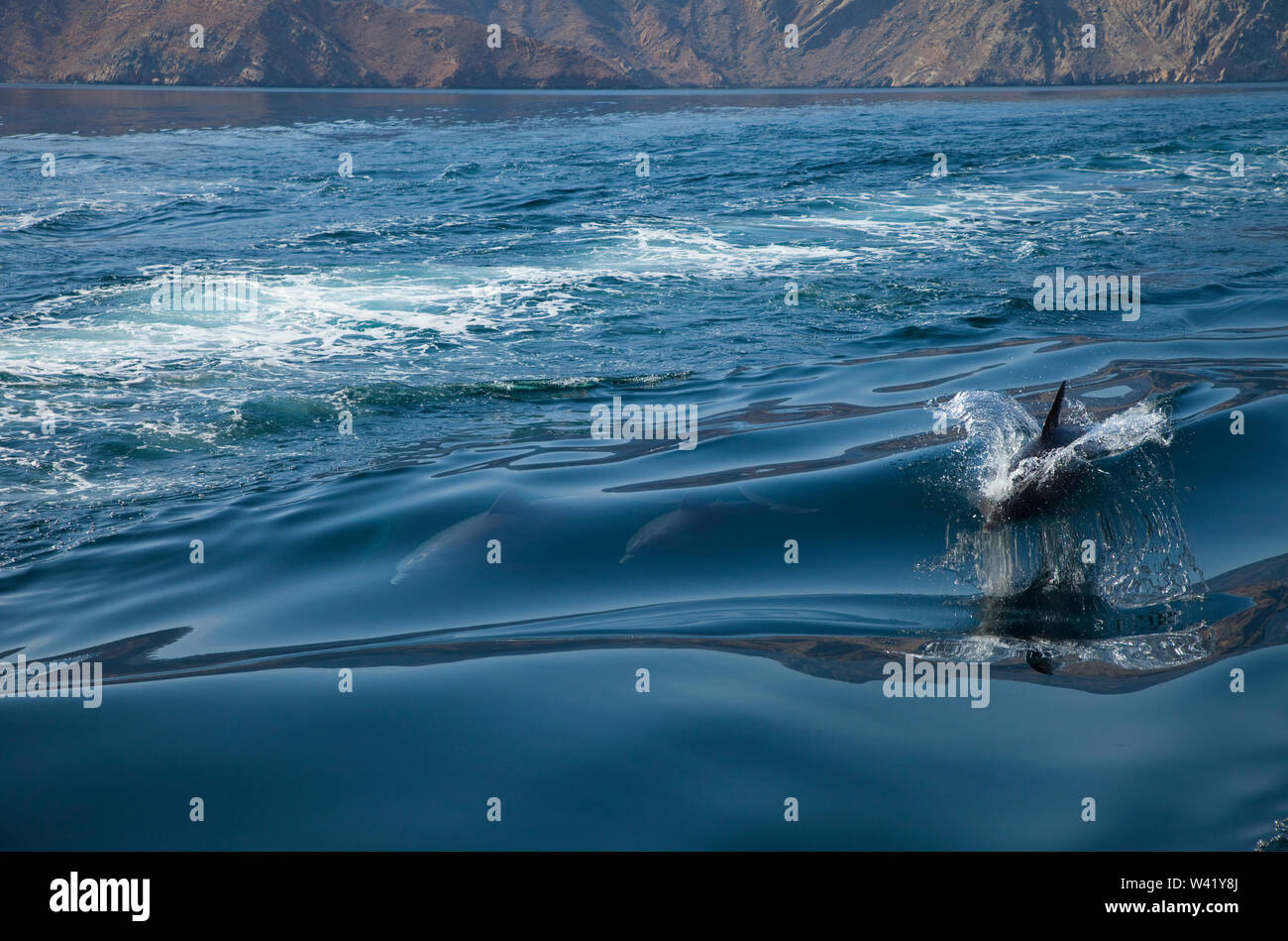 DELFIN MULAR- COMMON BOTTLENOSE DOLPHIN (Tursiops truncatus), Península ...