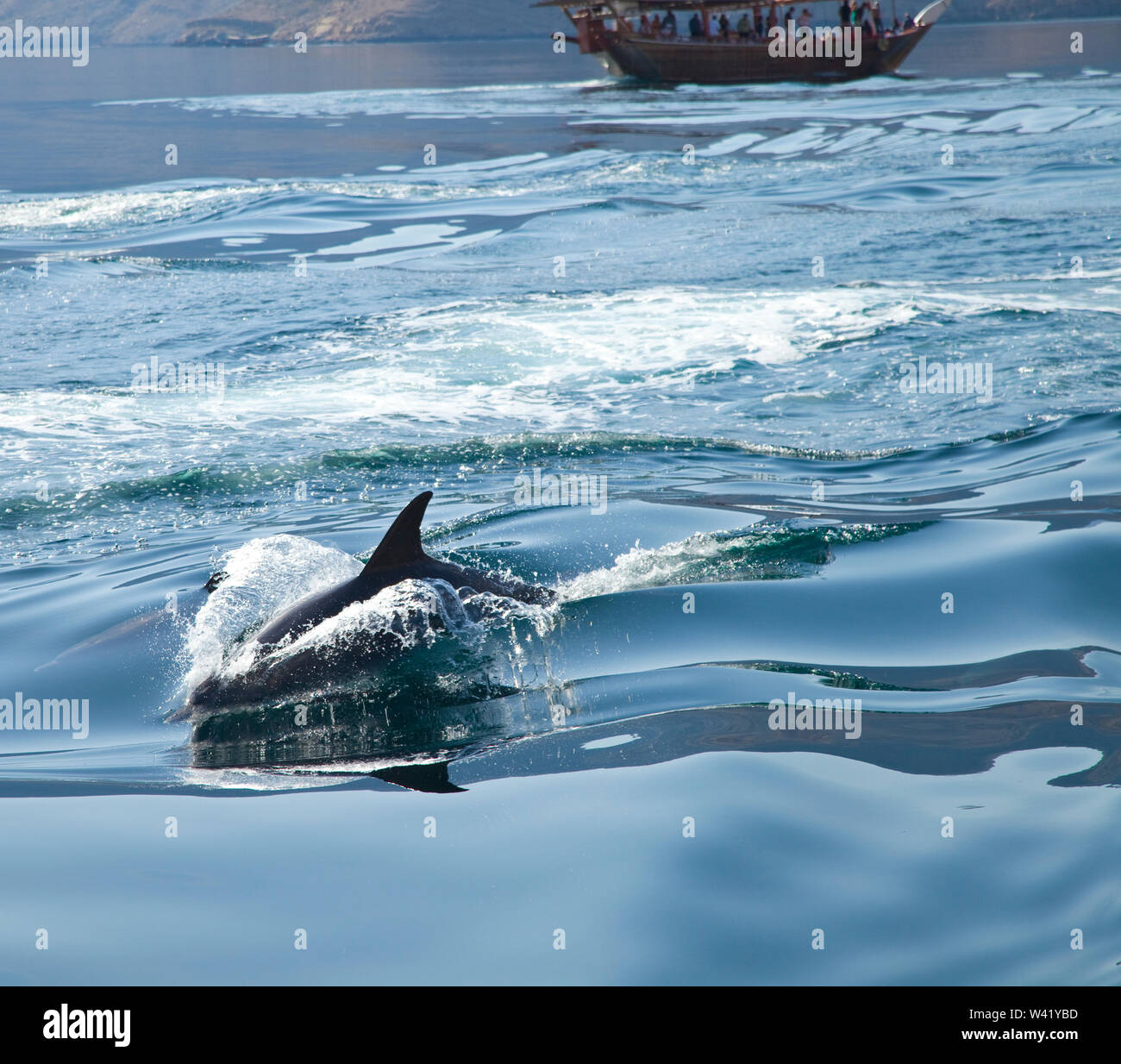 DELFIN MULAR- COMMON BOTTLENOSE DOLPHIN (Tursiops truncatus), Península ...