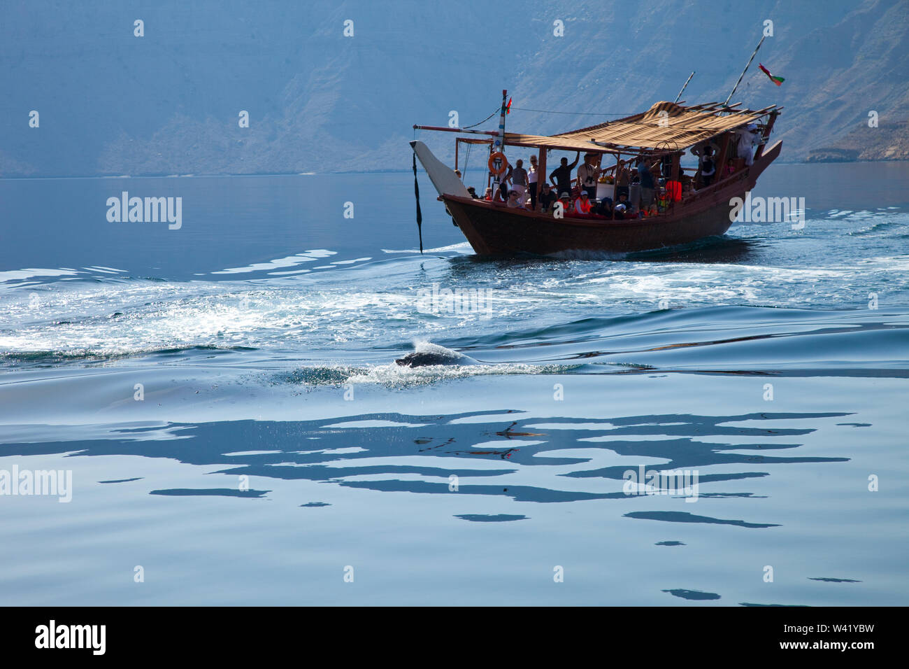 DELFIN MULAR- COMMON BOTTLENOSE DOLPHIN (Tursiops truncatus), Península ...