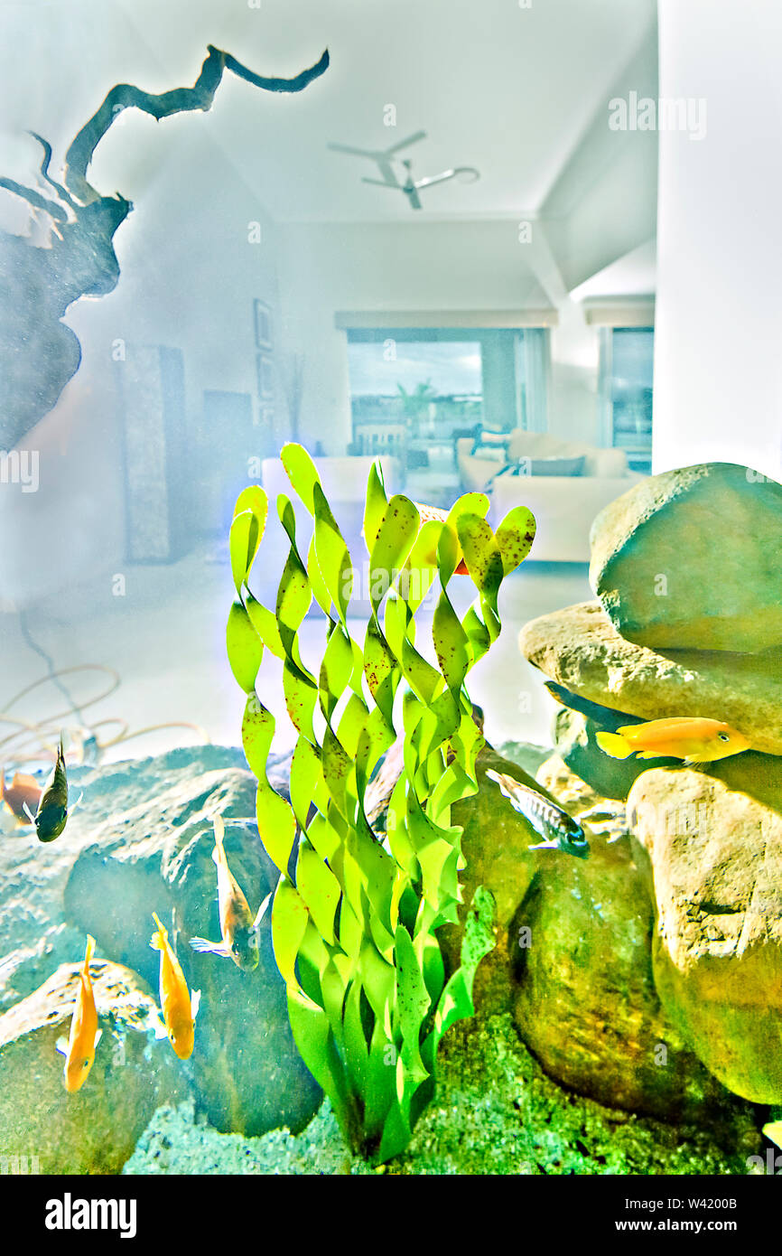 Animals that can swim hi-res stock photography and images - Alamy