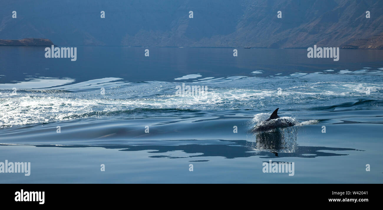 DELFIN MULAR- COMMON BOTTLENOSE DOLPHIN (Tursiops truncatus), Península ...