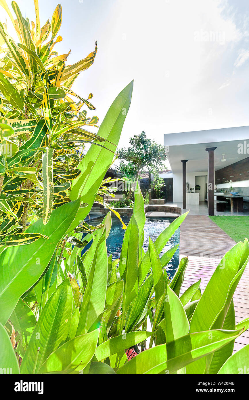 View through the close up of fancy tress in the garden of modern house ...
