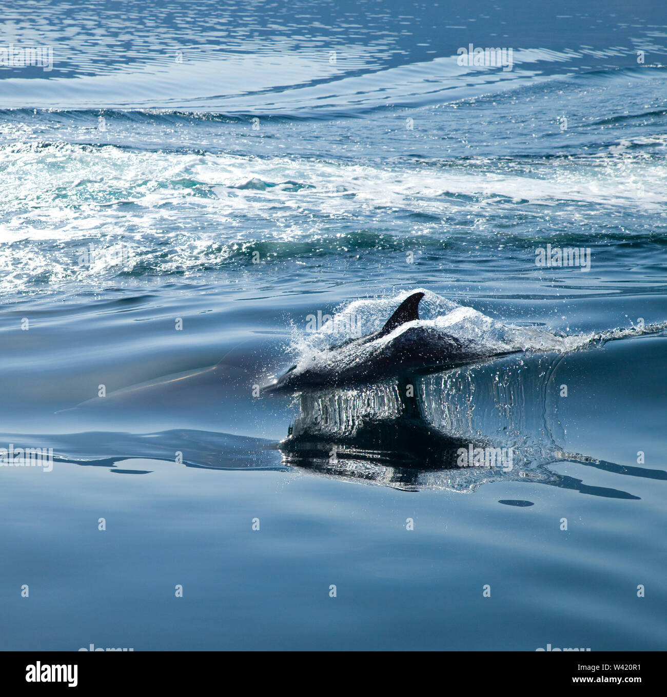 Delfin Mular High Resolution Stock Photography and Images - Alamy