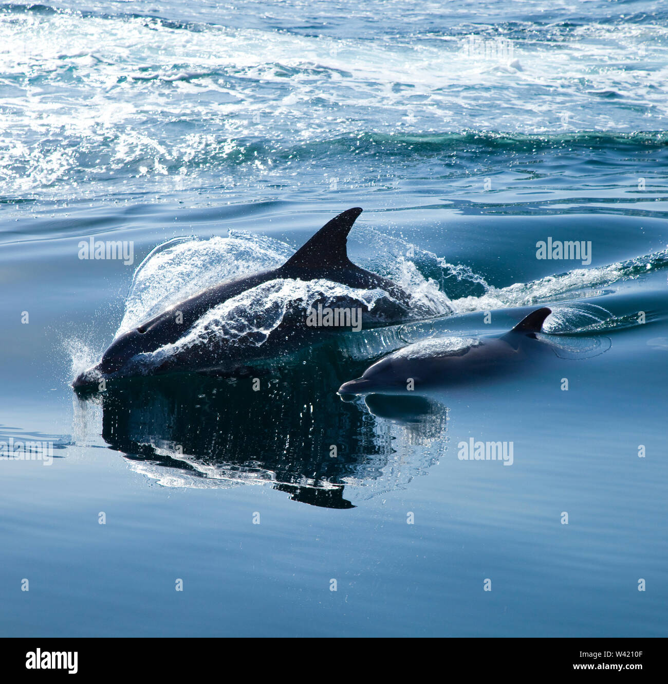 Delfin mular hi-res stock photography and images - Alamy