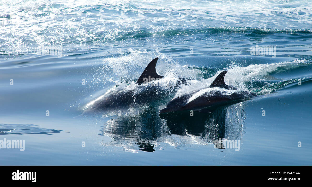 DELFIN MULAR- COMMON BOTTLENOSE DOLPHIN (Tursiops truncatus), Península ...