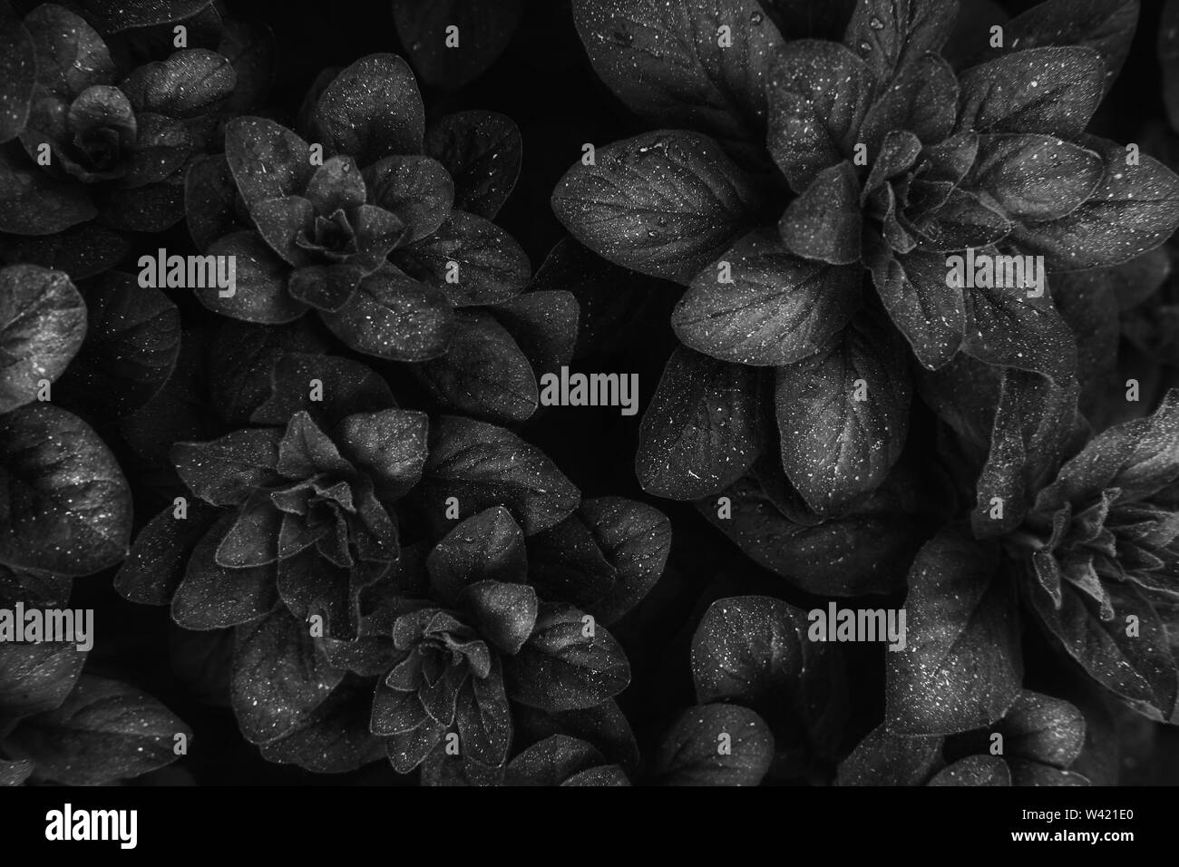 Dark leaves closeup view background. Monochrome tree, bush foliage ...