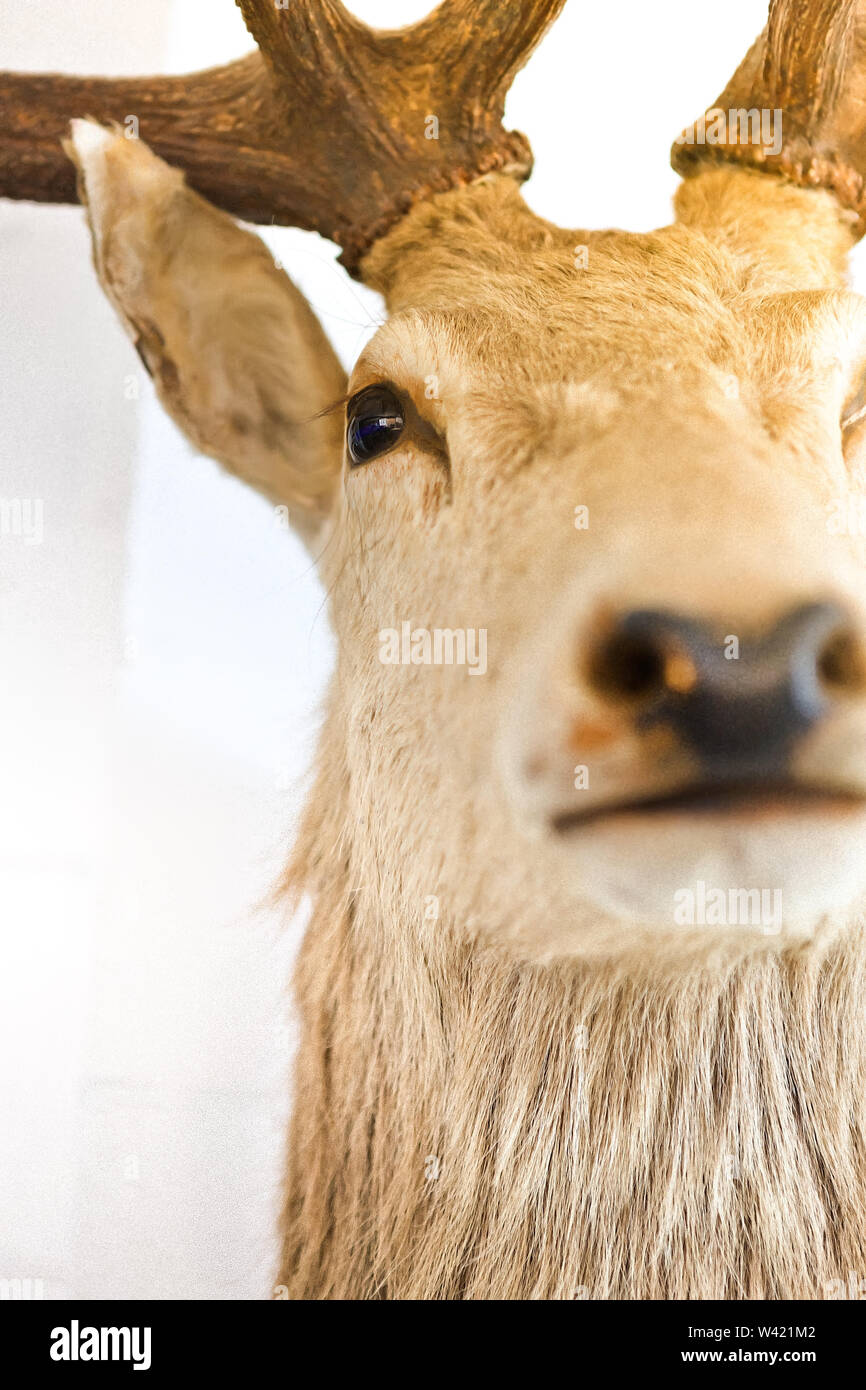 Deer head focusing the side eye with fur details and horns Stock Photo ...