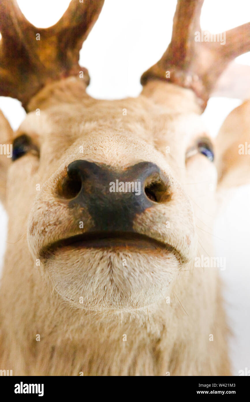 Closeup of an elk or deer Muzzle and nose, head is blurred from the ...