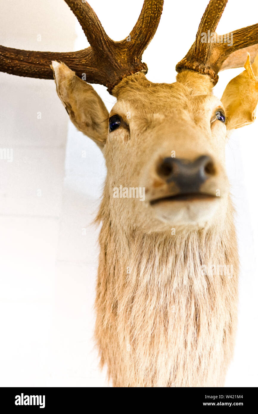Deer or elk head focusing the horns and eyes with fur details which ...