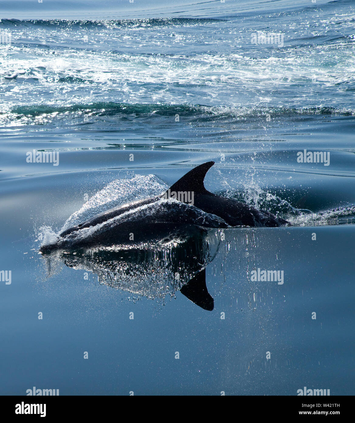 DELFIN MULAR- COMMON BOTTLENOSE DOLPHIN (Tursiops truncatus), Península ...