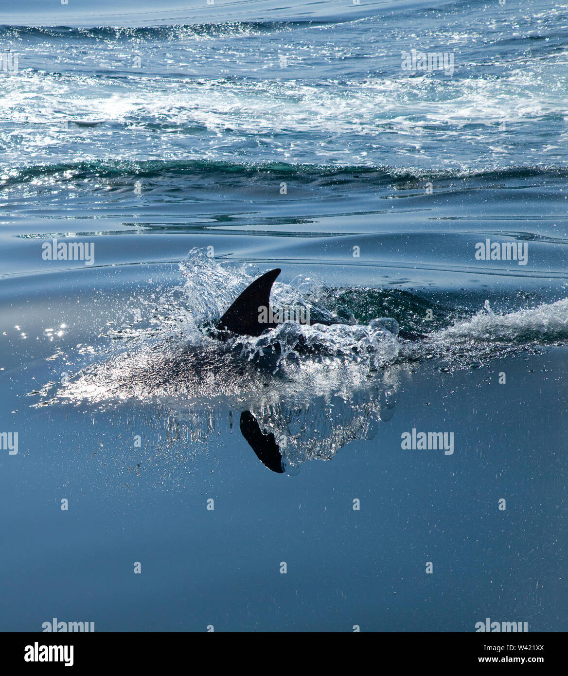 DELFIN MULAR- COMMON BOTTLENOSE DOLPHIN (Tursiops truncatus), Península ...
