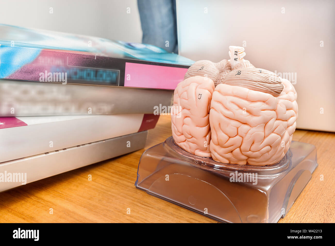 Artificial model of a human brain with marked features on the wooden ...