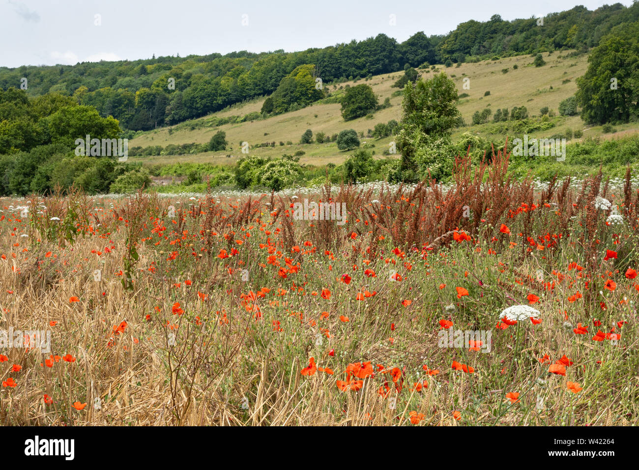 Summer landscape in the North Downs Area of Outstanding Natural Beauty ...