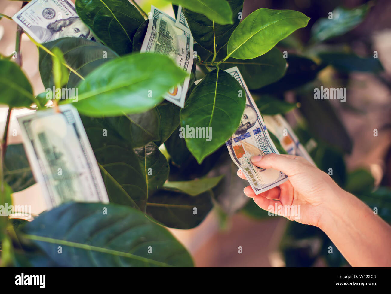 Money tree with dollar bills growing on leaves. hand collect money from ...