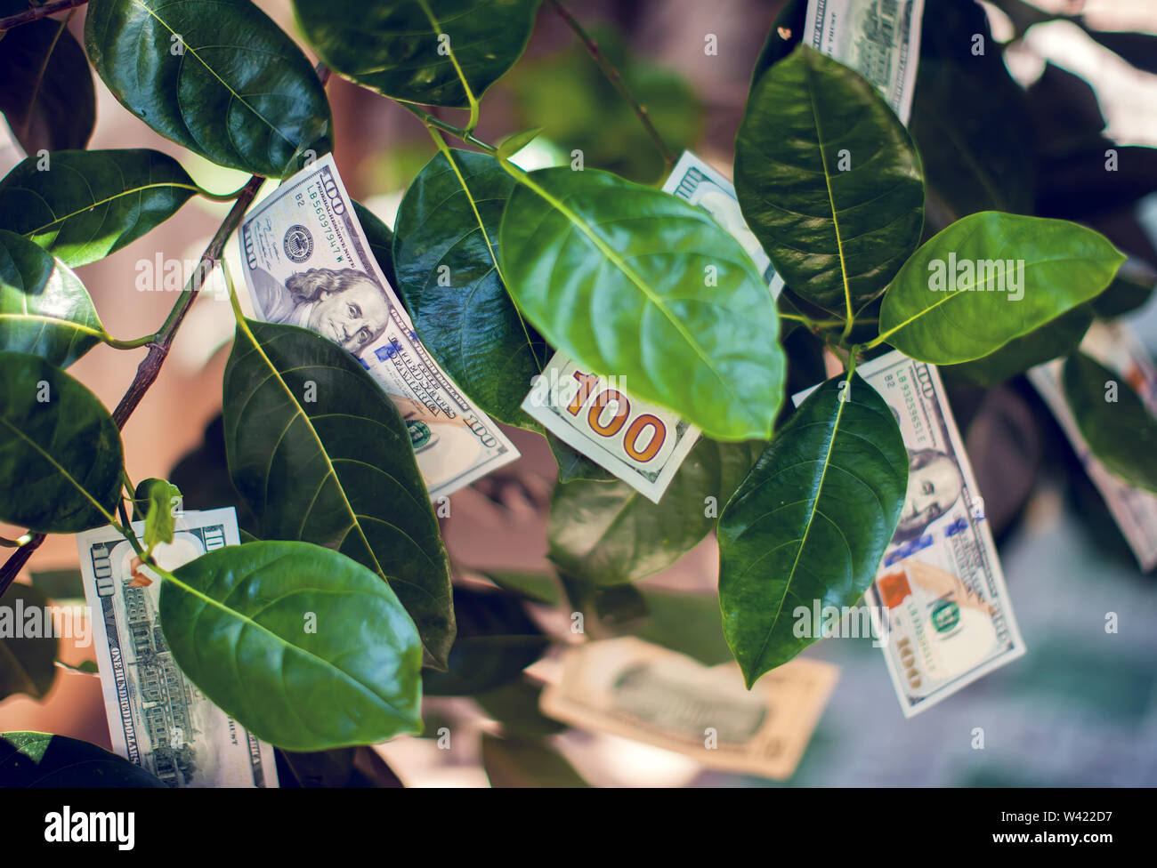 Dollar bills growing on tree hi-res stock photography and images - Alamy