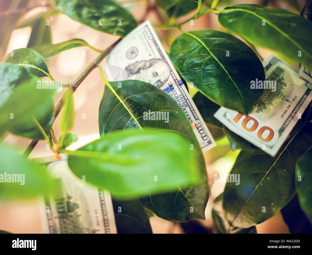 Money tree with dollar bills growing on leaves Stock Photo - Alamy