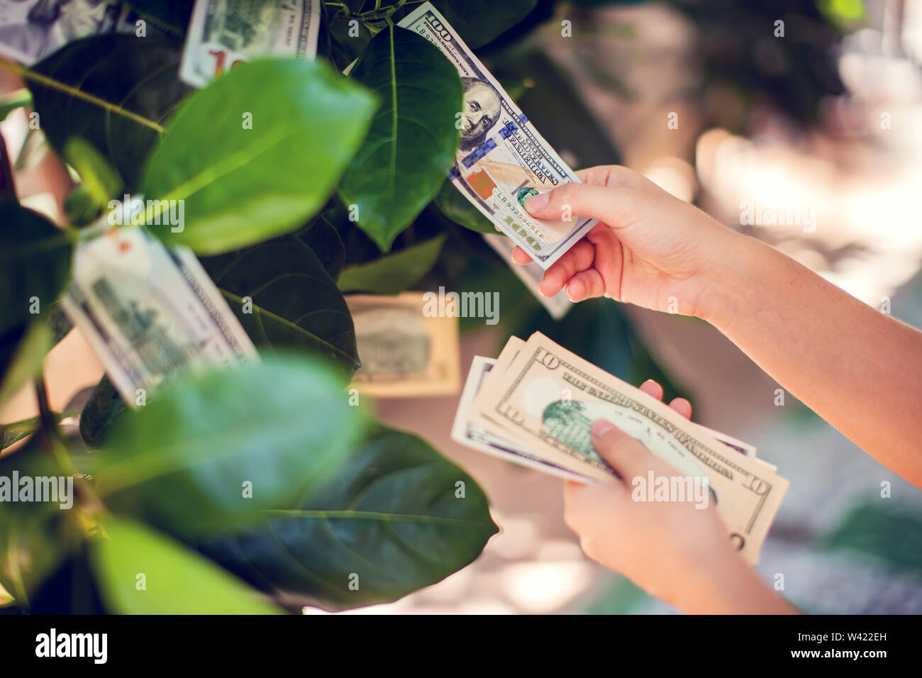 Money tree with dollar bills growing on leaves. hand collect money from ...