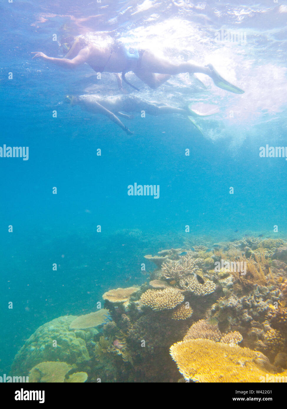Person swimming barrier reef hi-res stock photography and images - Alamy