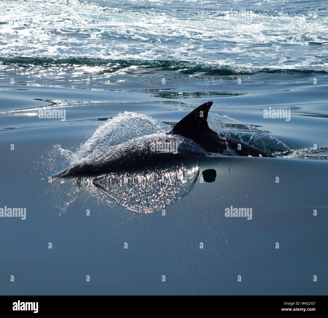 DELFIN MULAR- COMMON BOTTLENOSE DOLPHIN (Tursiops truncatus), Península ...