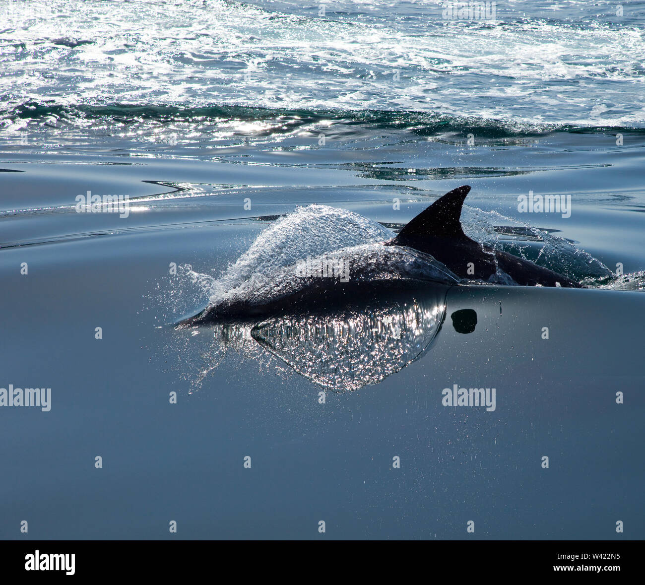 Delfin mular hi-res stock photography and images - Alamy