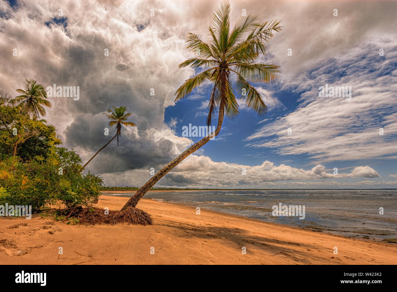 Twin Coconut Tree Stock Photo - Alamy